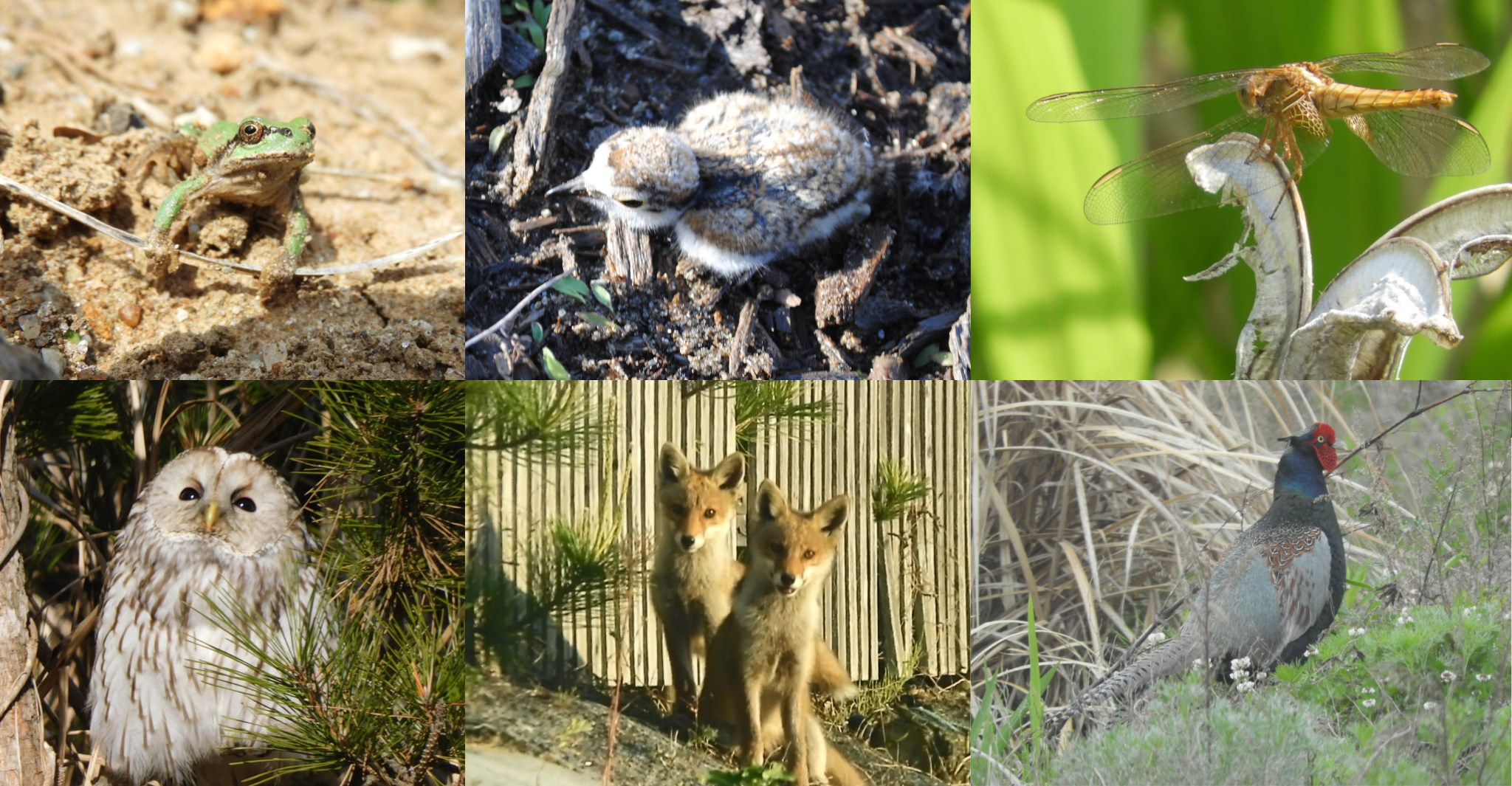 （TOPIC）CONSERVATION OF BIODIVERSITY ~ Case studies from reforestation ...